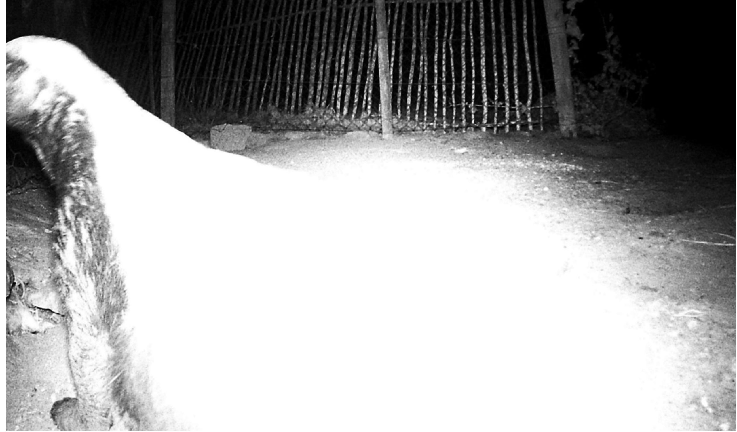 BADGERS AND BABOONS (AND A JOT OF JULIE JUJU) - Julie Hartley